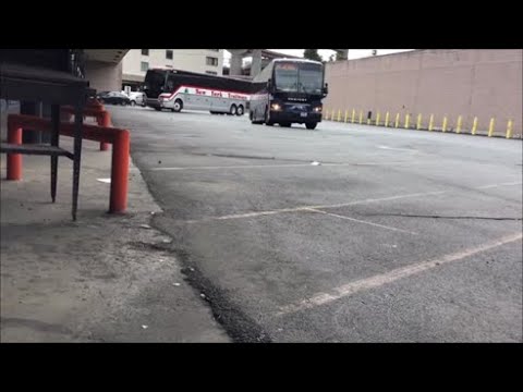 Greyhound and New York Trailways #4007!