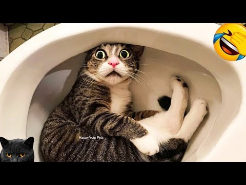 Funniest Cats And Dogs 😁 Funny Animal Videos 2025 😂 #475