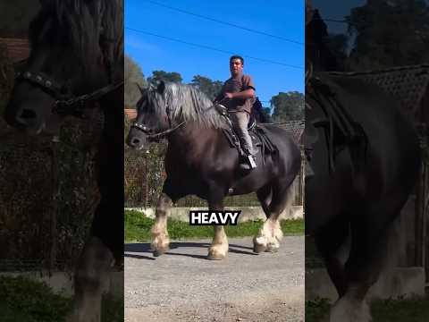 Is This the Biggest Horse Ever?????