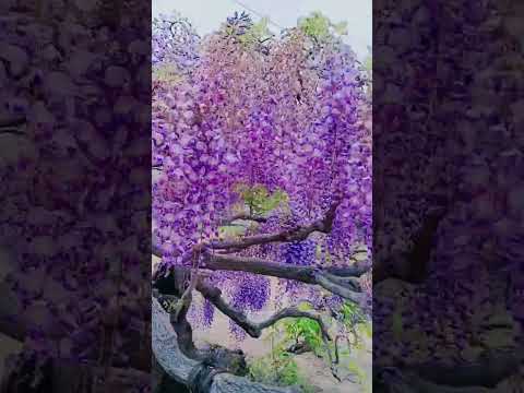 WISTERIA FLOWER/TISAY COLLECTION IN JAPAN