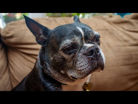 The Boston Terrier Art Gallery Masterpieces Unleashed