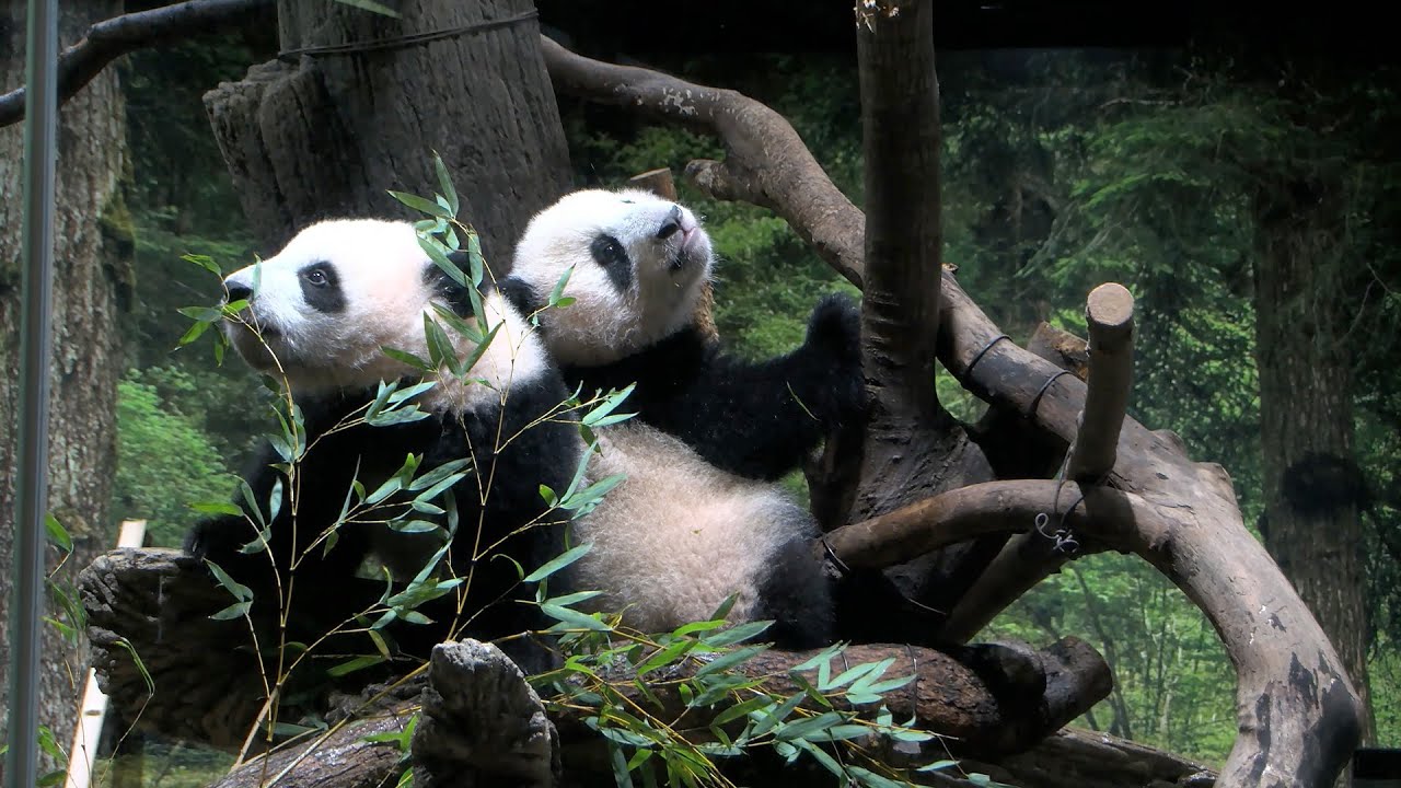 Japan Twin Baby Pandas Finally Revealed To Public, For 3 Days Only