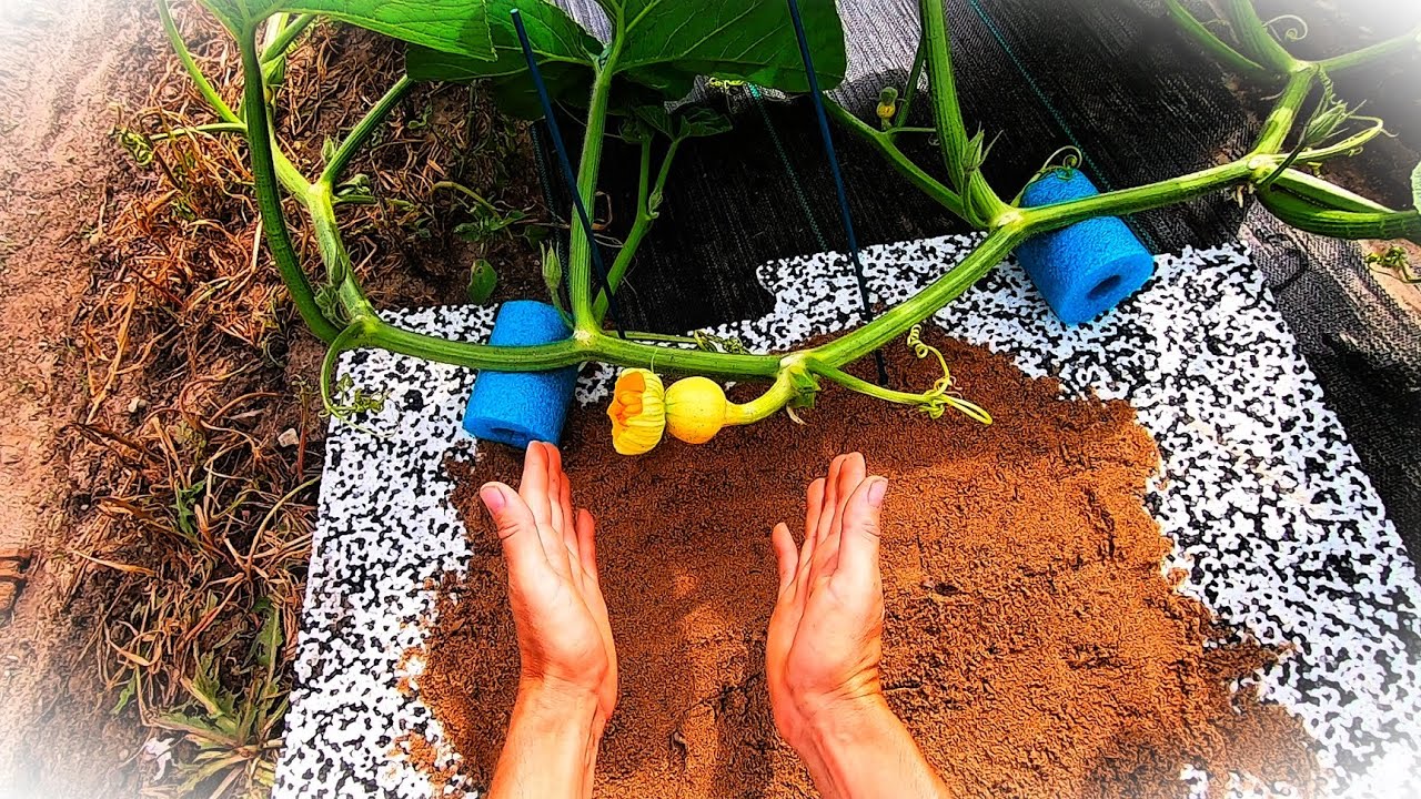 How To Position Giant Pumpkins! Growing Giants Tutorial!