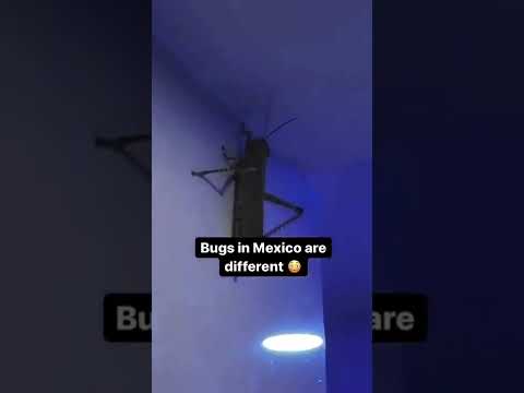 That’s a really huge grasshopper or locust