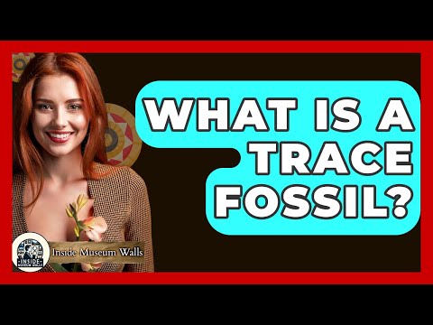 What Is A Trace Fossil? - Inside Museum Walls