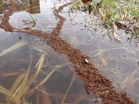 Ant Bridge – Video | 6legs2many