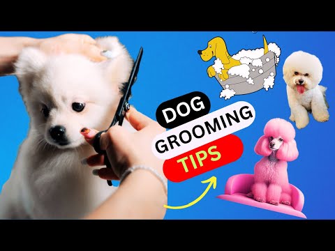 Dog Grooming Tips for Beginners | Your Step by Step Guide to Grooming Success! #doggroomingtips