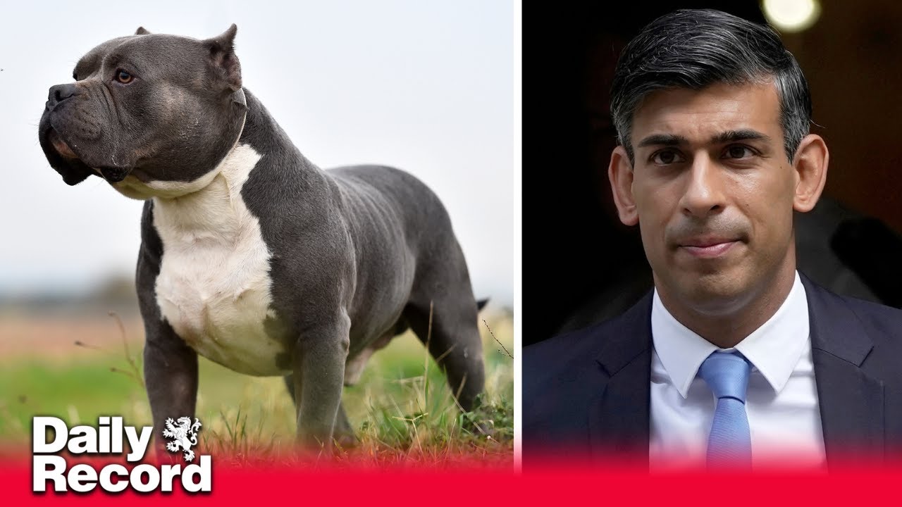 What happens if you own a banned dog breed in the UK and can it be ...