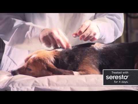 Seresto Flea Efficacy