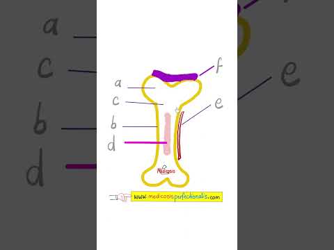 What's in your Bones? Bone Anatomy | Quiz #17