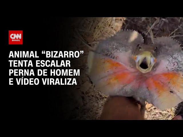 Vídeo: animal “demogorgon“ escala perna de um homem e impressiona | CNN ...