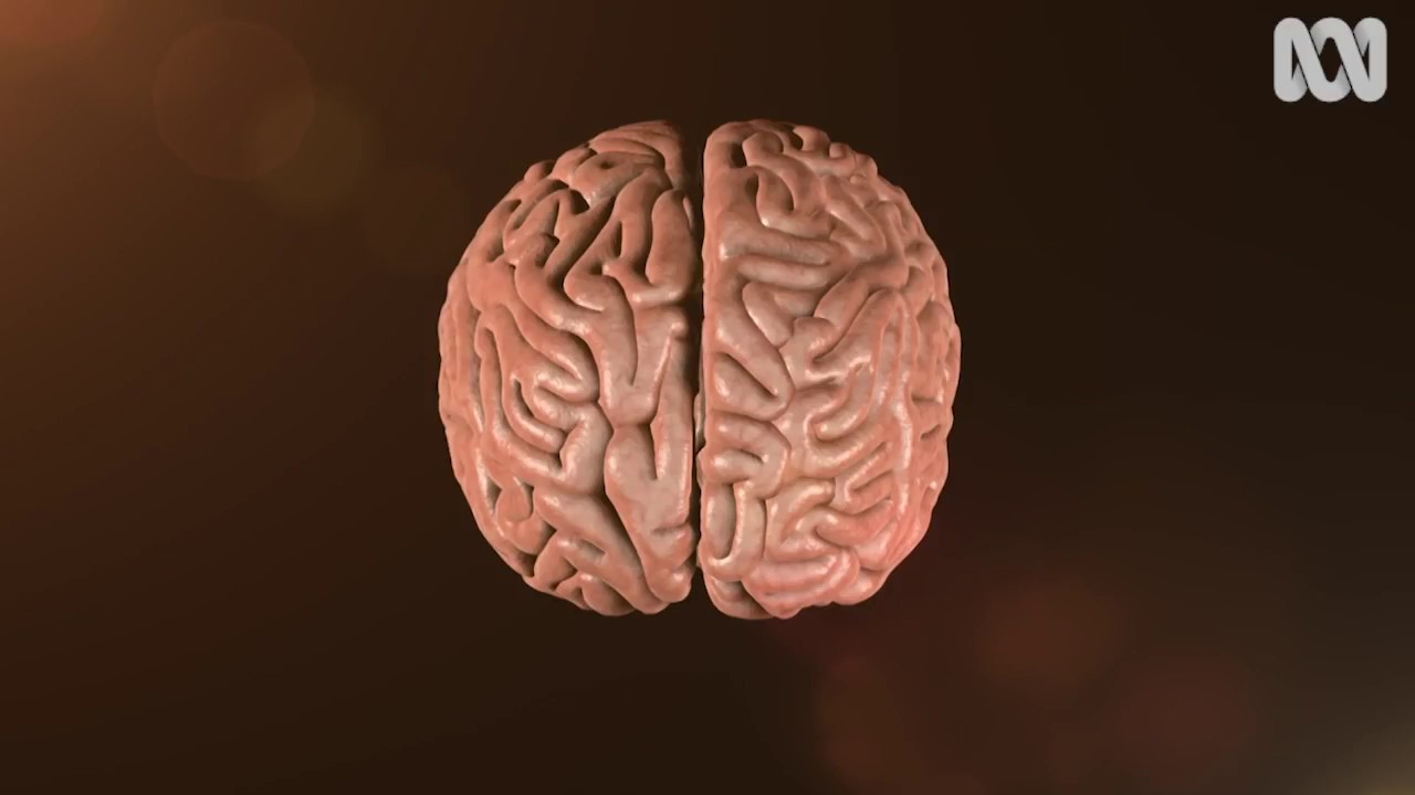 How Junk Food Affects Your Brain
