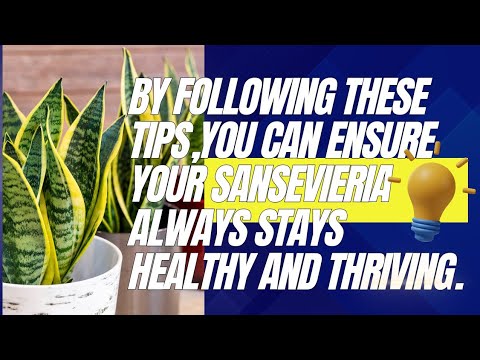 Mastering Dracaena Trifasciata, commonly known as Sansevieria or Snake Plant #nature #viral #amazing