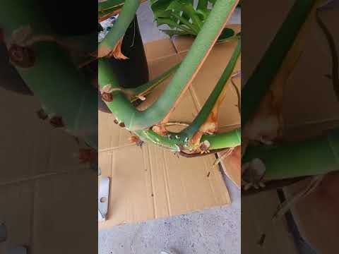 Do you cut your Monstera's aerial roots? Because, I do. #monstera #plants #plantmama #indoorplants