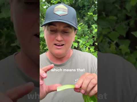 Get to know broadleaf plantain #ForageAndFeast #WildEdibles #foraging #OutdoorKnowledge #Silvercore
