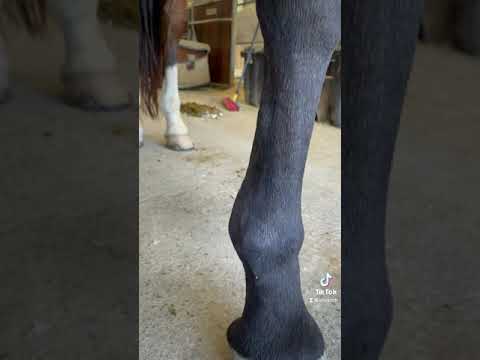 Splints in a horse