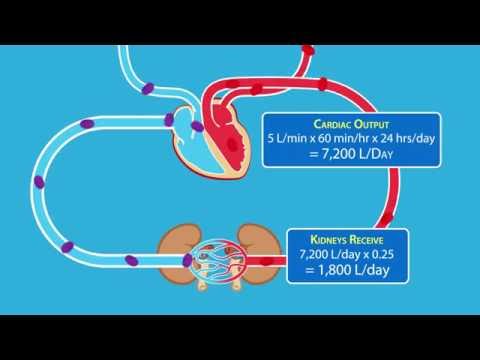 Basic Clinical Application of GFR