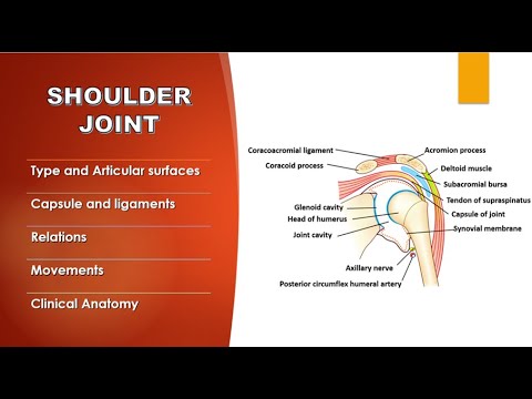 SHOULDER JOINT VIDEO – Anatomy QA
