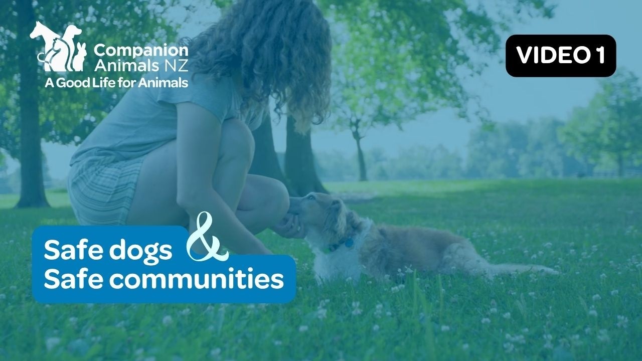 Safe dogs & safe communities: Early warning signs & safe interactions