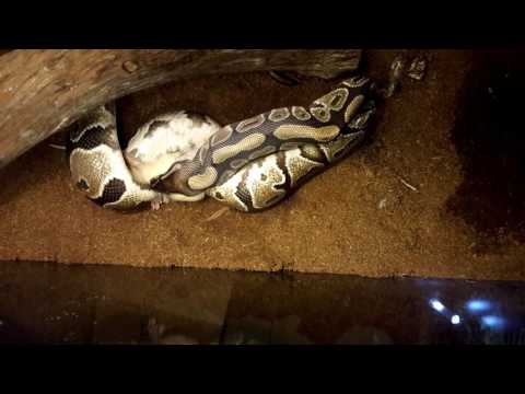 Steam Community :: Video :: Timelapse of a ball python eating a rat