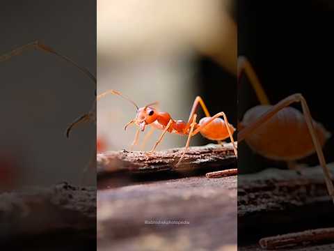 Macro Photography with Apexel 100mm macro lensπ₯π #nature #macrophotography #mobilephotography #macro