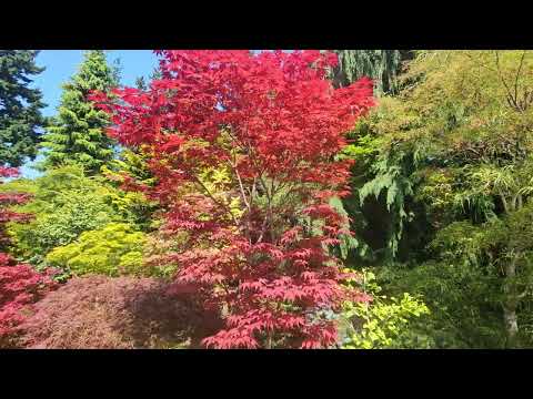 Vivid Red Japanese maple The Bishop - watch more videos of Japanese maples @amazingmaples