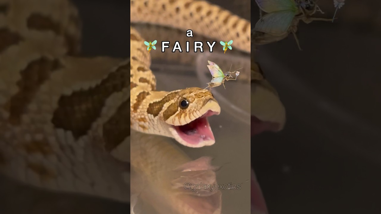LOOK, A FAIRY! #reptile #animal #frog