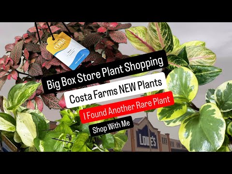 Big Box Store Plant Shopping NEW Costa Farms Spring 2025 Houseplants Shopping at Lowe's Big Box Haul