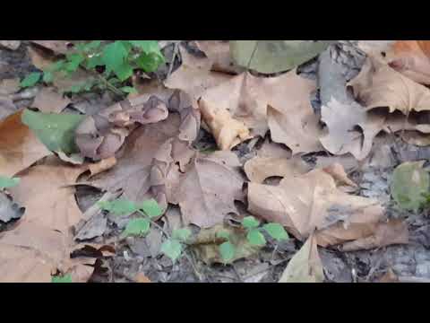 WATCH YOUR STEP!! Copperhead alert
