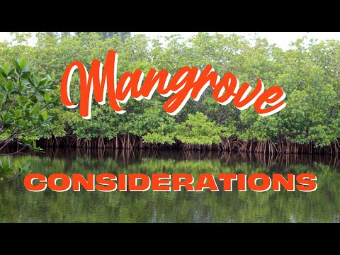 Mangrove Considerations
