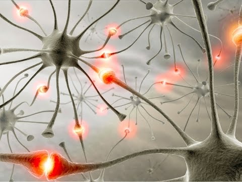 How We Learn - Synapses and Neural Pathways