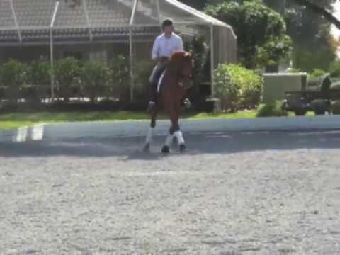 1995 Grand Prix Gelding For Sale