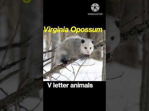 V letter animals Names With Images!!Animals Names Start With V!!Animals Names@sakala-multicolours.