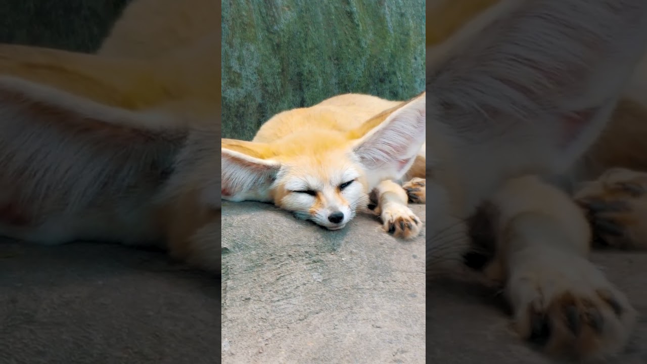 Adorable Fennec Fox Taking a Nap