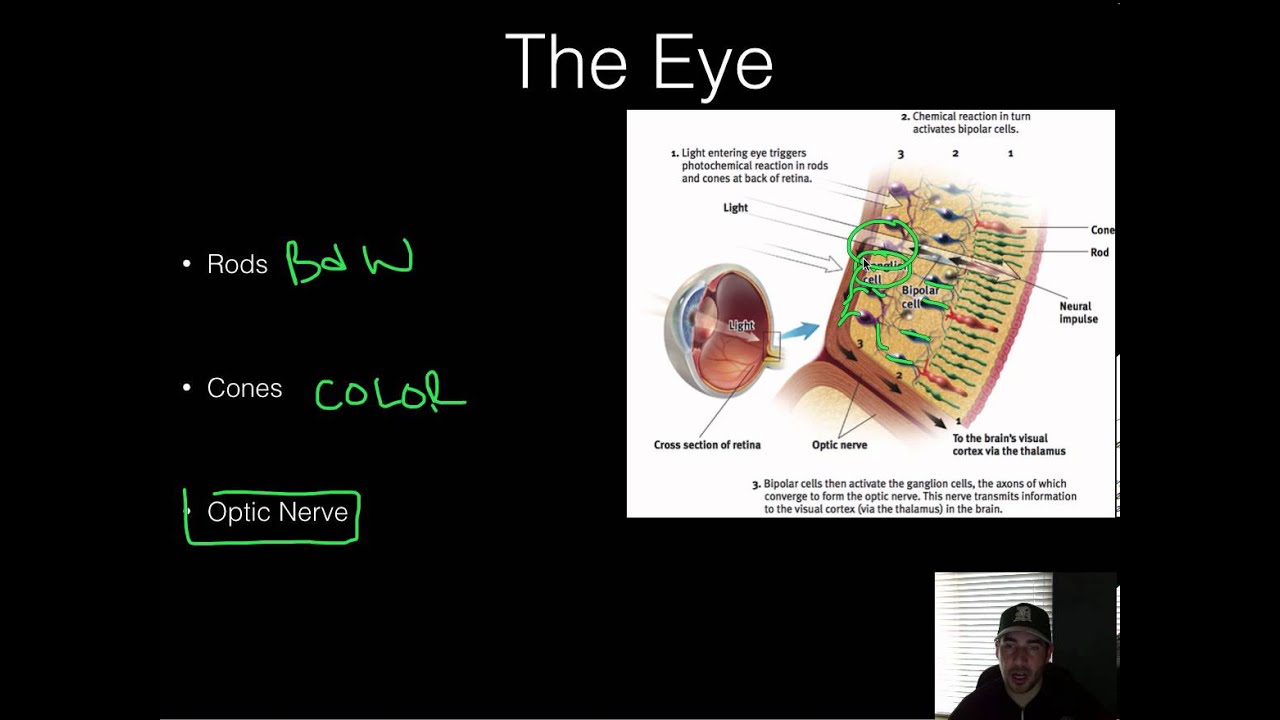 AP Psychology - Sensation & Perception - Part 2 - Vision