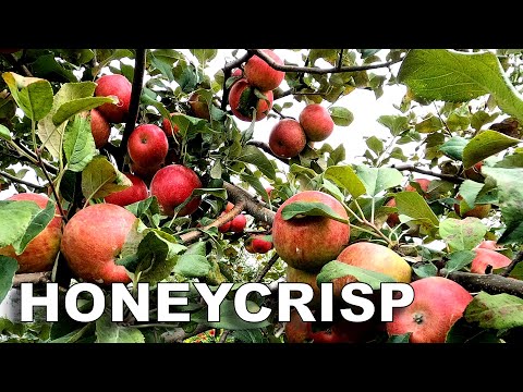 Honeycrisp Apple Tree Pollination Chart : Top Picked from our Experts