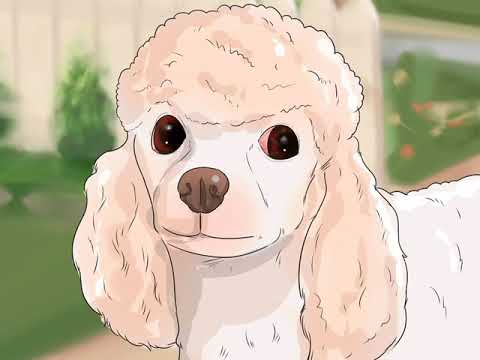 HOW TO DIAGNOS CANINE GLAUCOMA