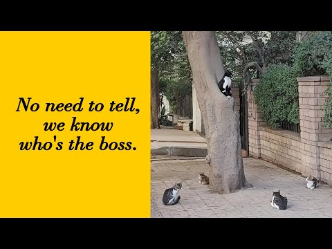 50 Of The Funniest Cat Tweets Of All Time (New Pics)