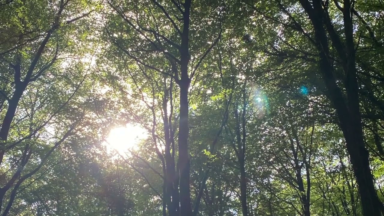 Green Canopy - 10 August's Crown