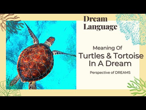 Meaning Of Turtles And Tortoise In Dreams | Biblical & Prophetic Meaning