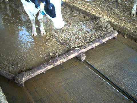Cow Dung Floor Scraper at Best Price in India