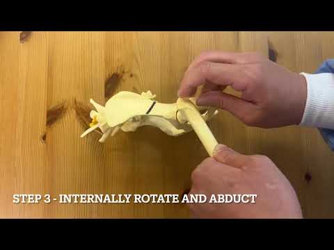 Reduction of a craniodorsal hip luxation dog