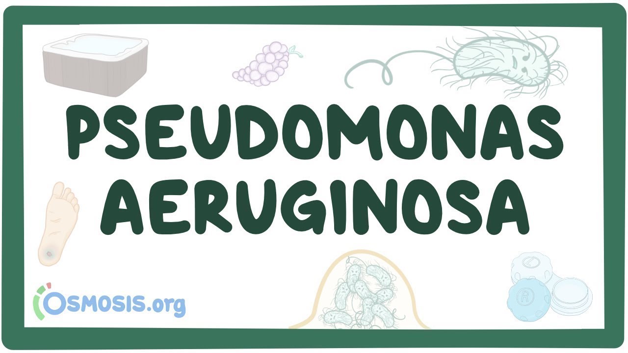 Pseudomonas aeruginosa - an Osmosis Preview