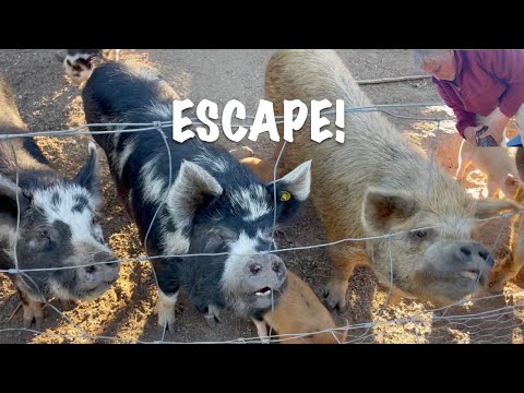 ESCAPE! / OFF-GRID HOMESTEAD