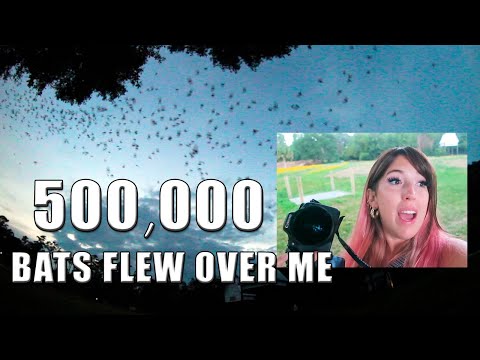 WORLD'S LARGEST OCCUPIED BAT HOUSES | University of Florida | Gainesville