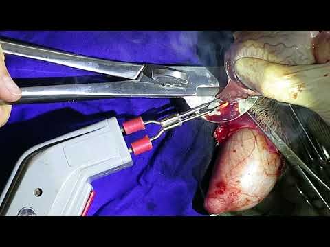 Surgical castration of a 3 month old goat kid