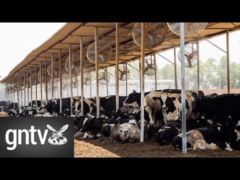 How UAE dairy farms ensure heat doesn't dry up milk yield