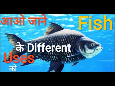 Use word FISH in English Speaking / Different meanings of Fish / What is the meaning of fish eye