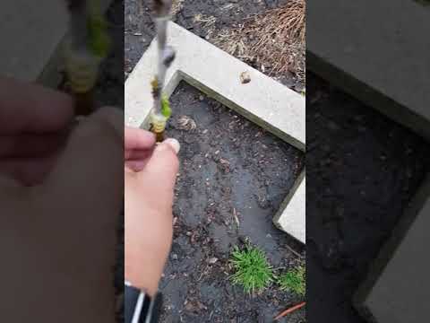 Grafted bare rootstock