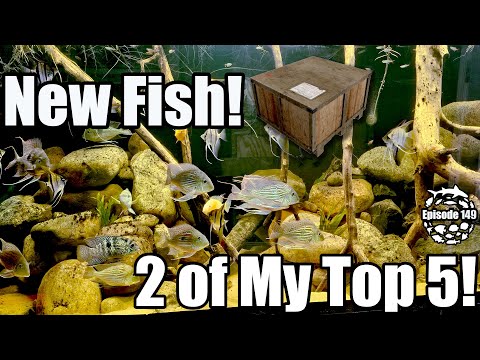 New Fish! 2 of My Top 5 Marine Predators!
